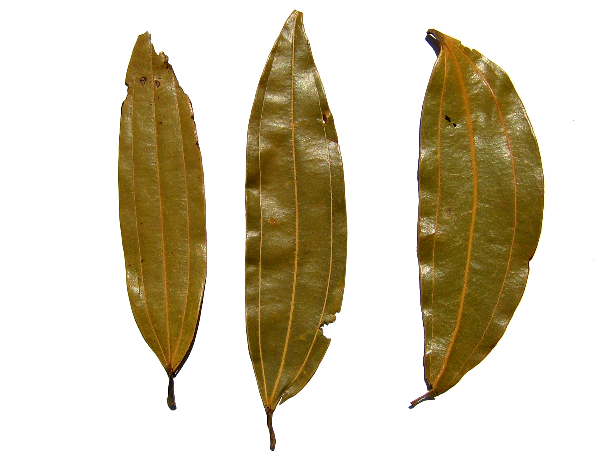 Health benefits of Indian bay leaf